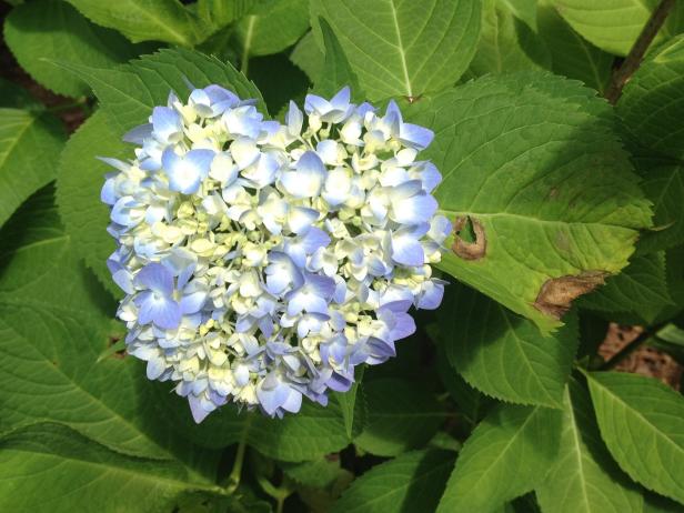 A Guide to Hydrangea Problems, Brown Spots on Leaves | HGTV