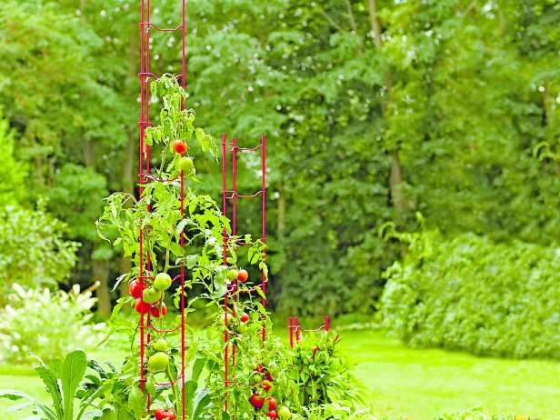 How to Plant, Grow and Care for Tomatoes | HGTV