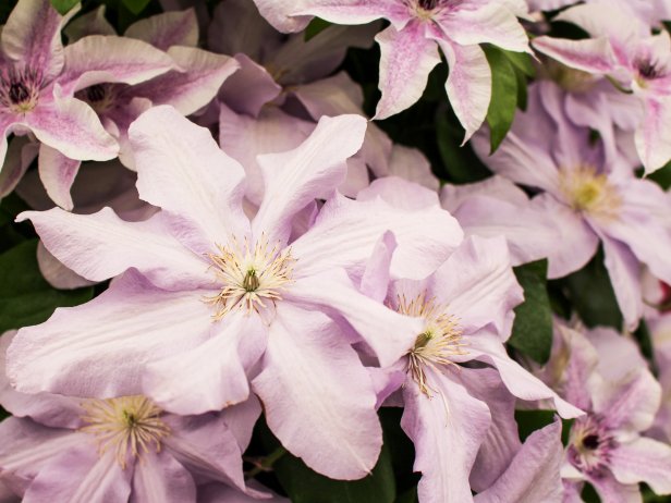 Growing Clematis in the Shade | HGTV