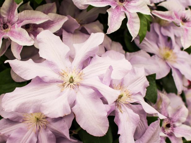 Growing Clematis in the Shade | HGTV