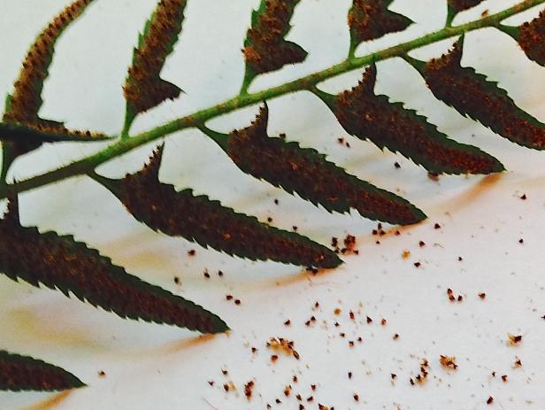 How to Propagate Ferns | HGTV