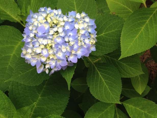 How to Change Hydrangea Flower Color | HGTV