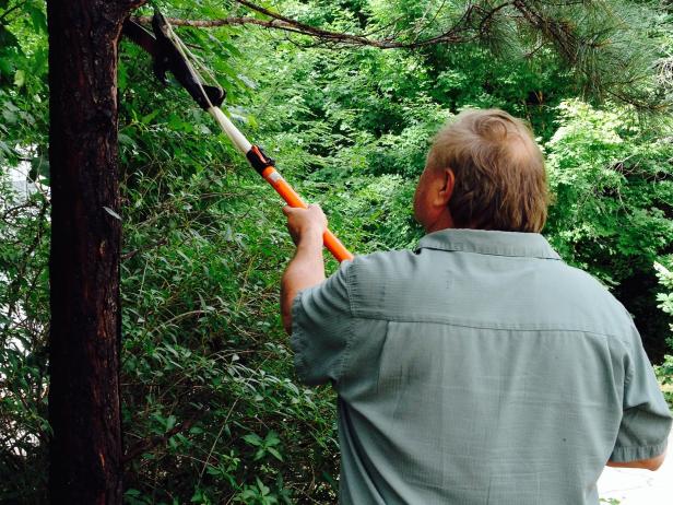 Pine Tree Diseases and Problems and How to Fix Them | HGTV