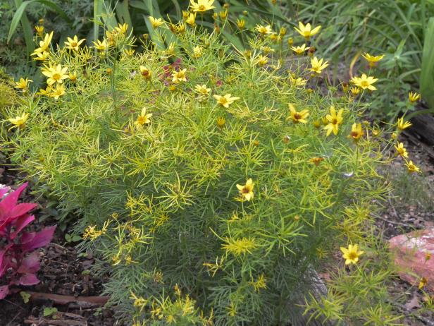 Coreopsis Flower: How to Grow and Care for Coreopsis | HGTV