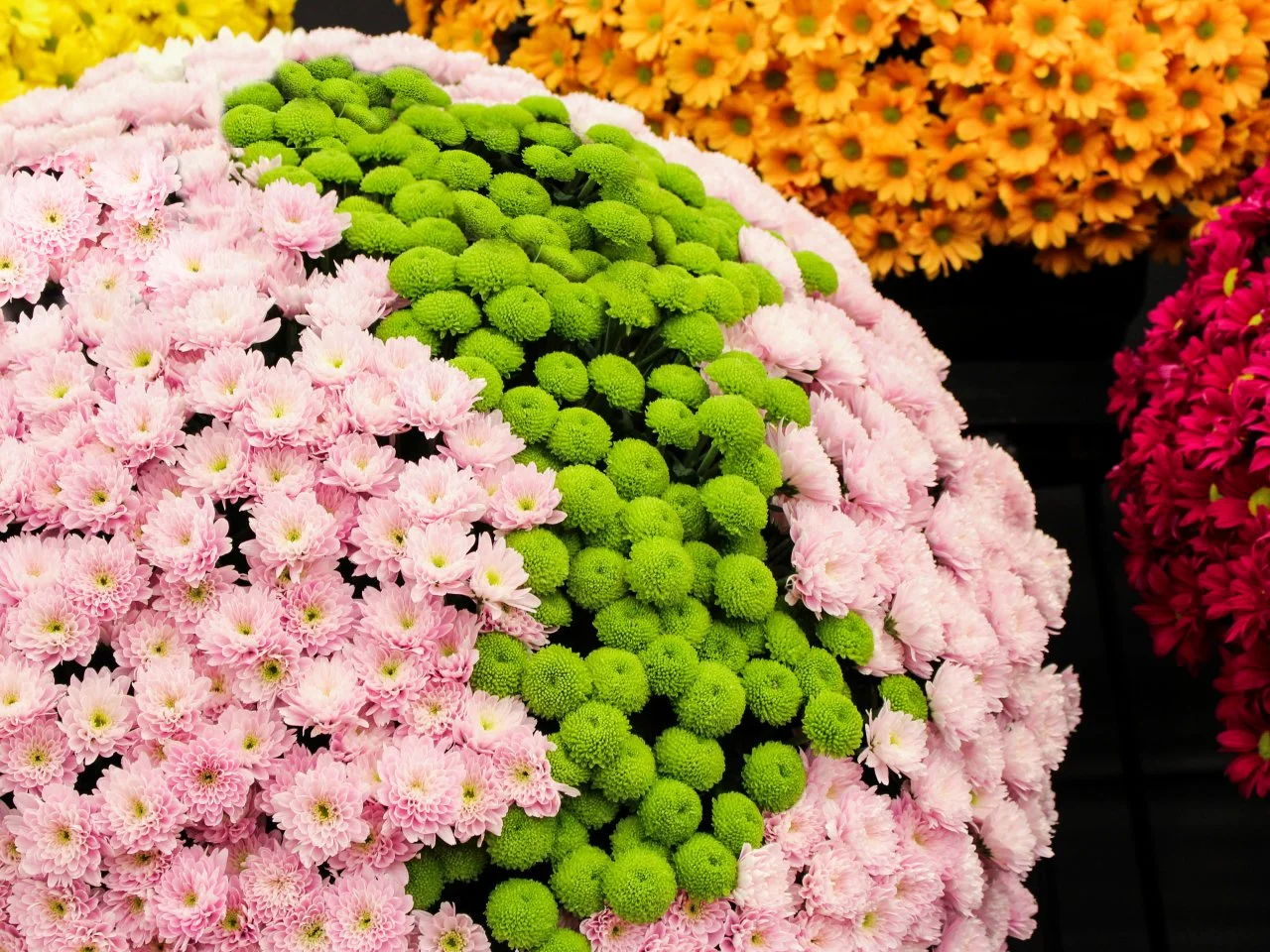 Chrysanthemum Colors 24 Best Flower Inspired Color Palettes Sarah