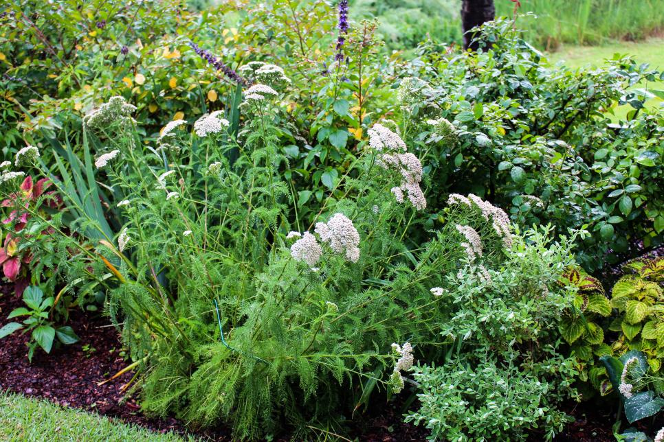 14 Herbal Cold Remedies | HGTV