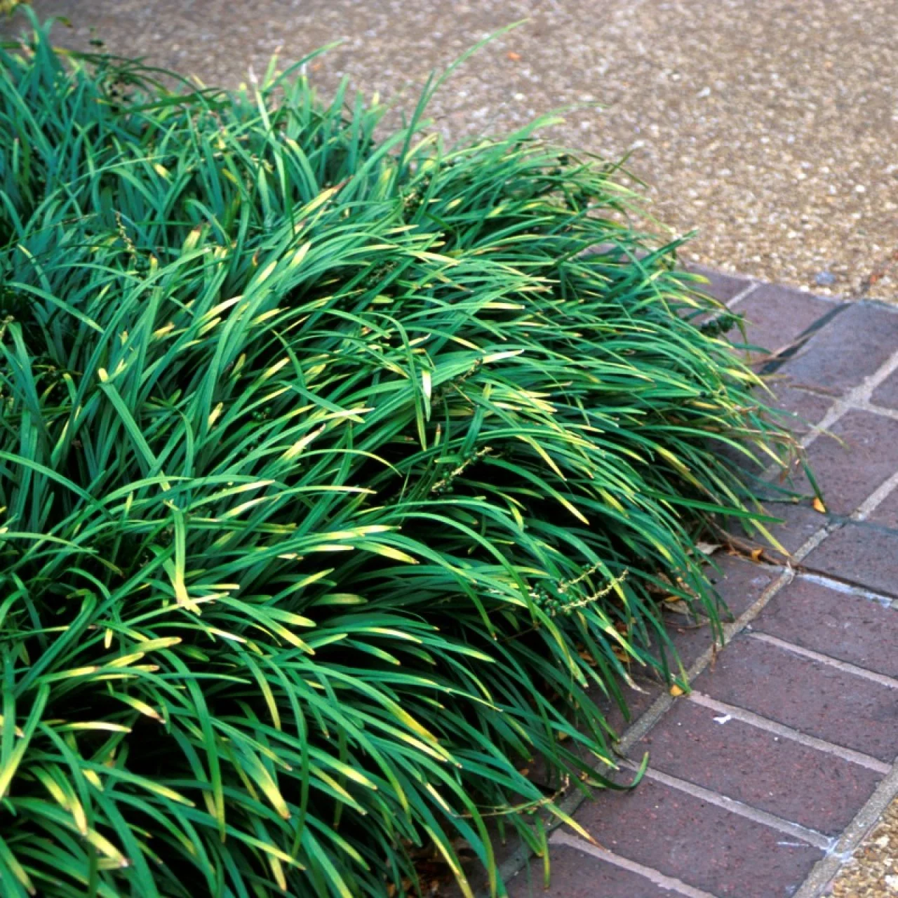 Invasive Tall Grasses