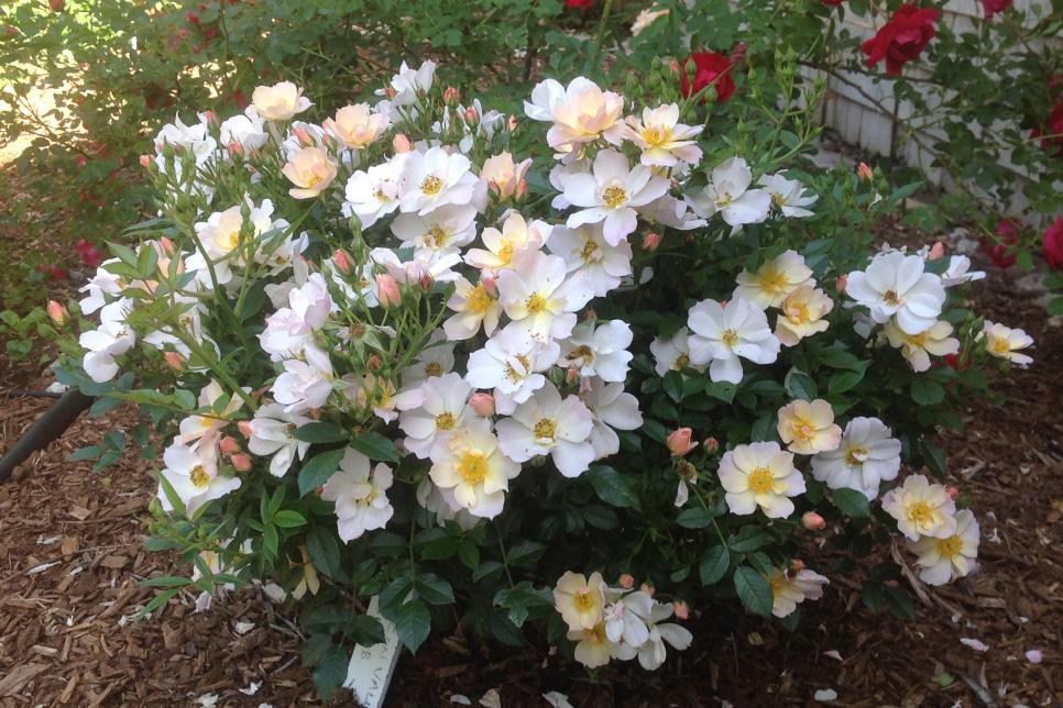 A Cape Cod Rose Garden | HGTV