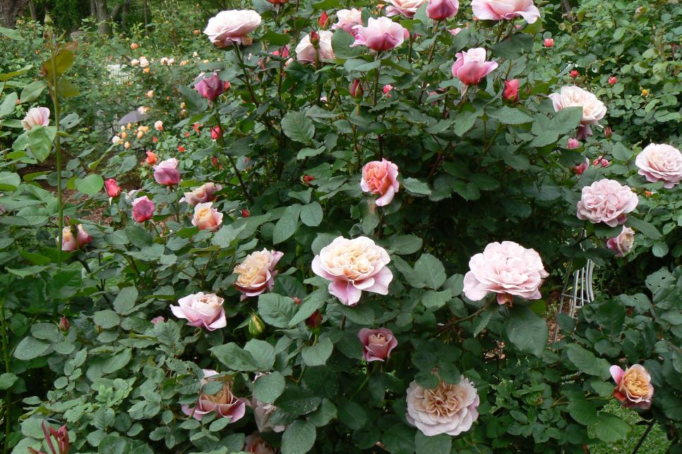 A Cape Cod Rose Garden | HGTV