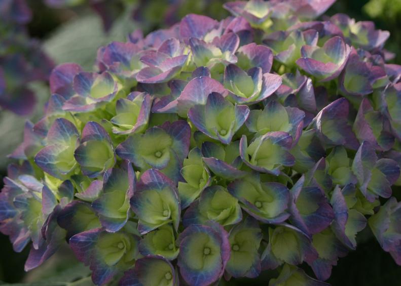 Dwarf Hydrangeas for Containers | HGTV