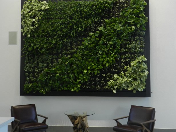 How to Create a Living Wall in Your Home | HGTV