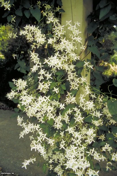 Sweet Autumn Clematis Growing and Pruning HGTV