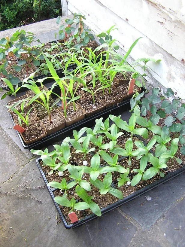 How Deep to Plant Seeds in Garden: Expert Tips - Garden