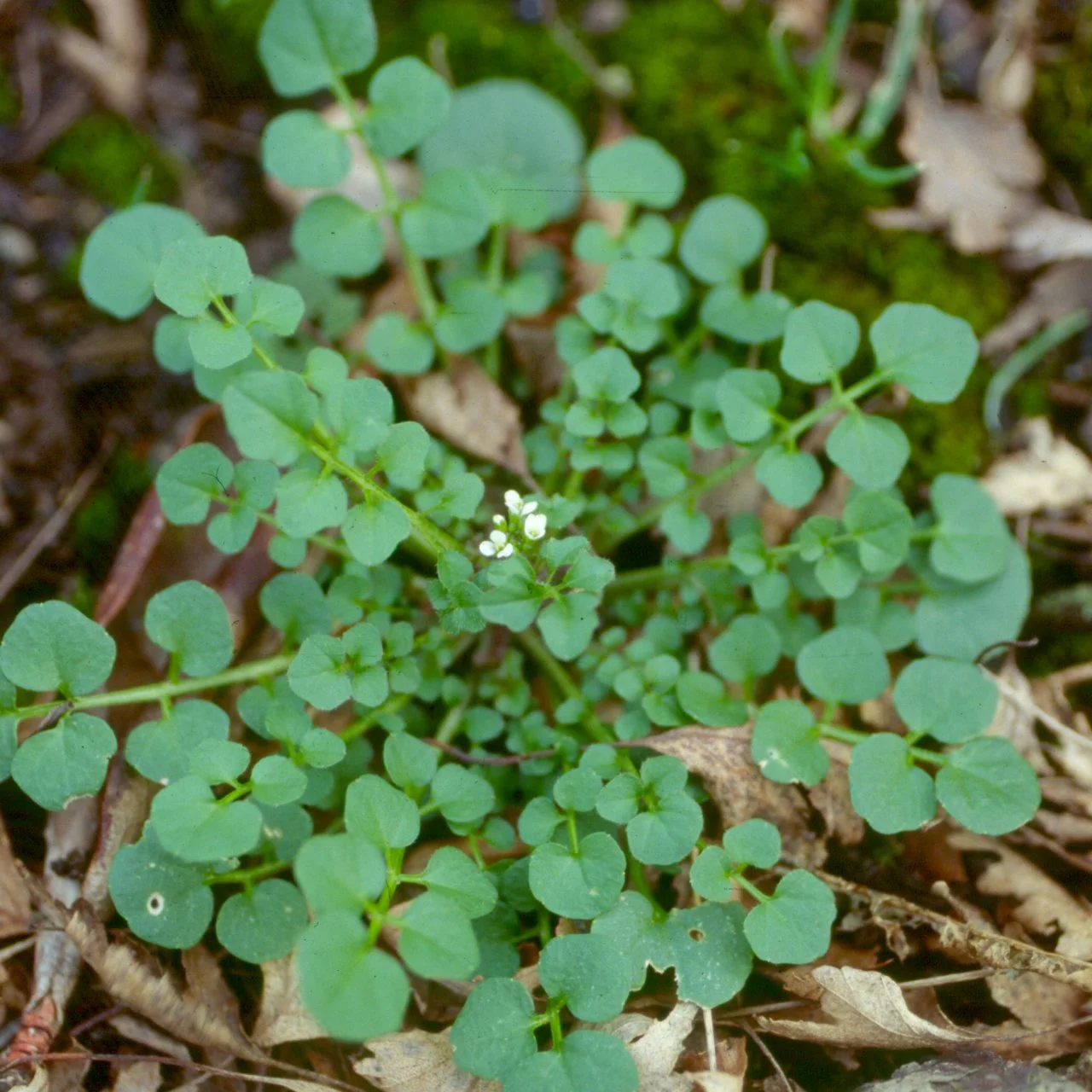 Winter Grass Weeds