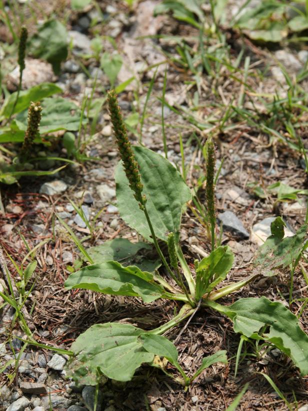 Cool-Season Weeds | HGTV