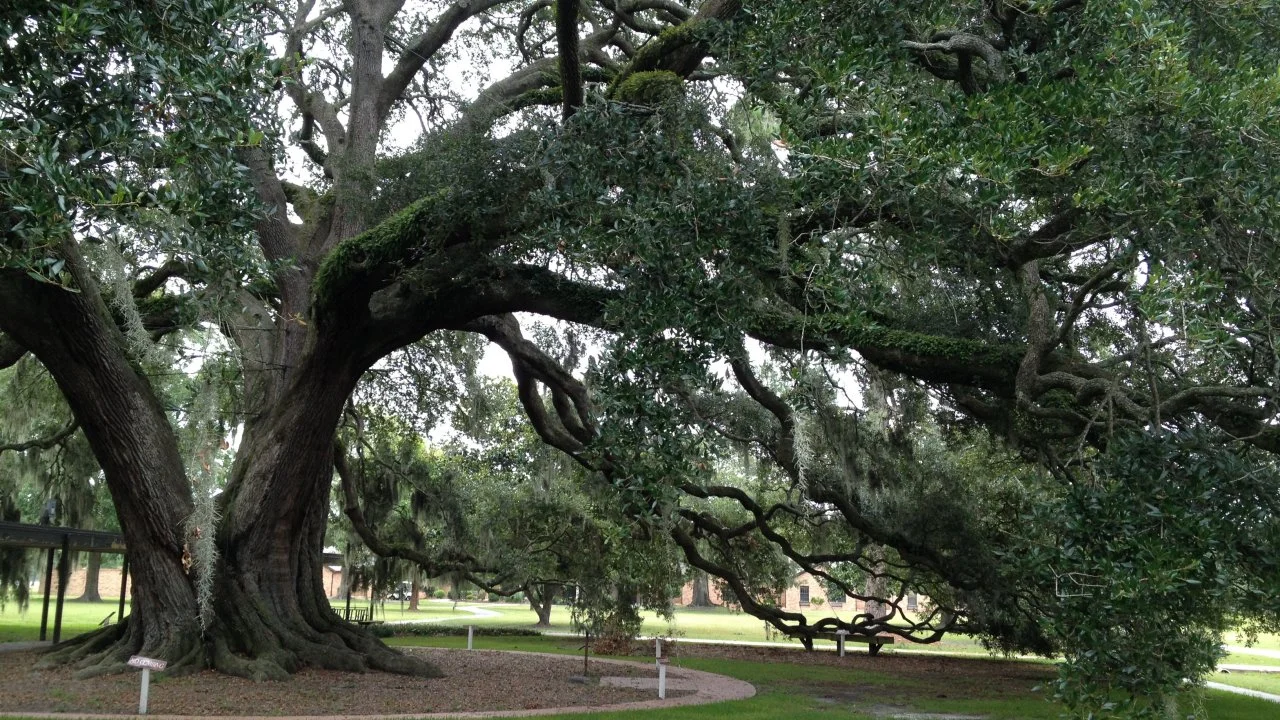 Live Oak Landscaping Around Trees