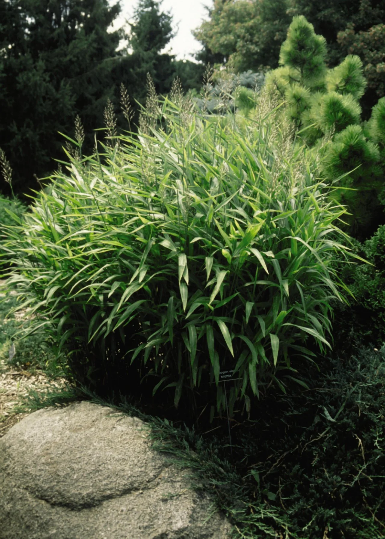Types Of Tall Ornamental Grass 25 Ornamental Grasses For Adding