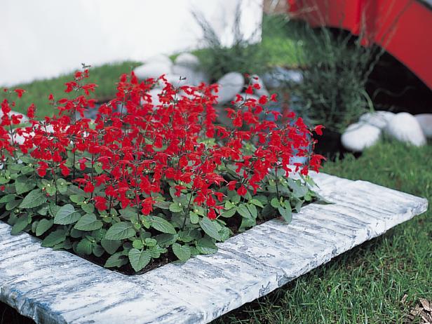 Salvia Plants: Growing and Caring for Salvia in Your Garden | HGTV