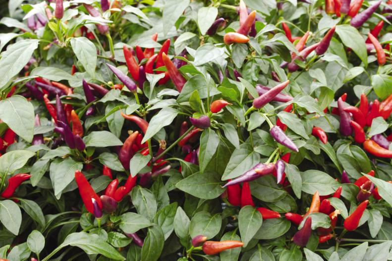 Ornamental Pepper Varieties | HGTV