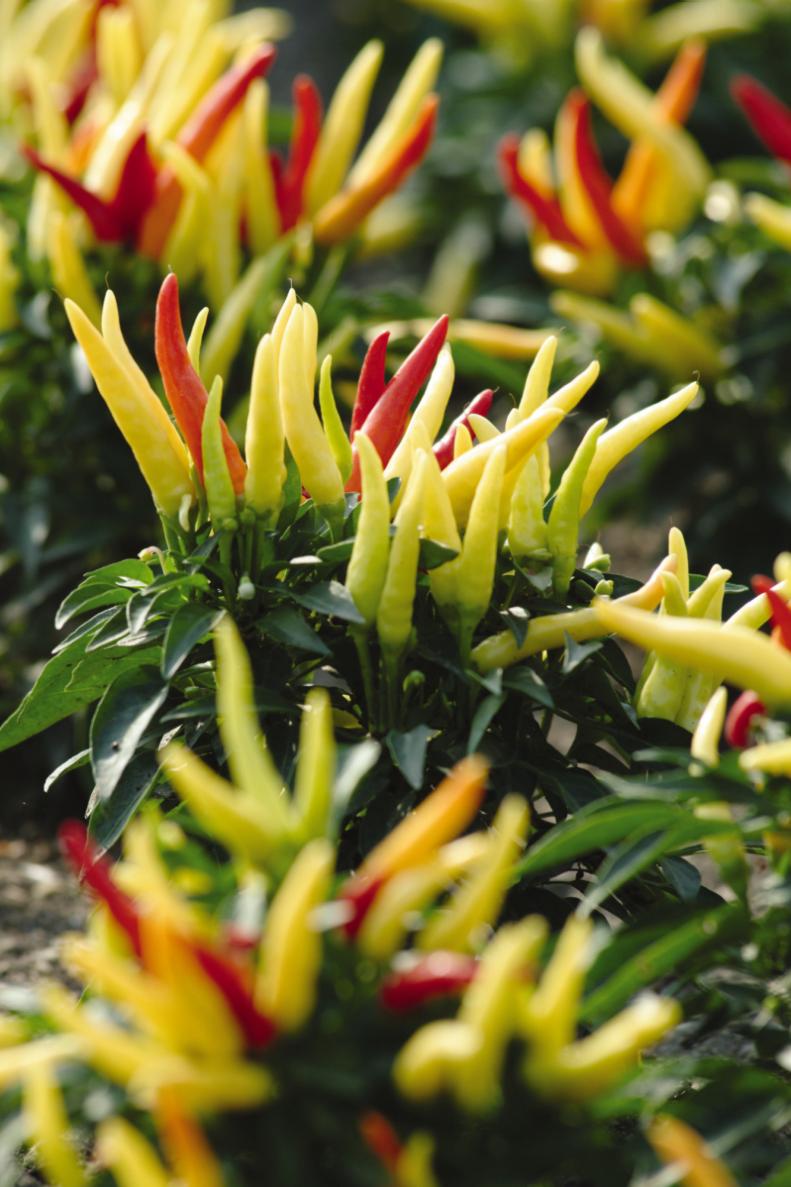 Ornamental Pepper Varieties | HGTV