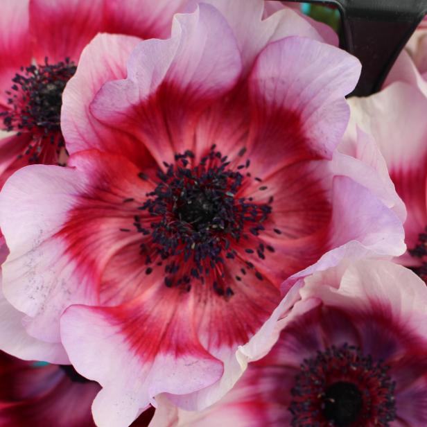 Anemone Varieties | HGTV