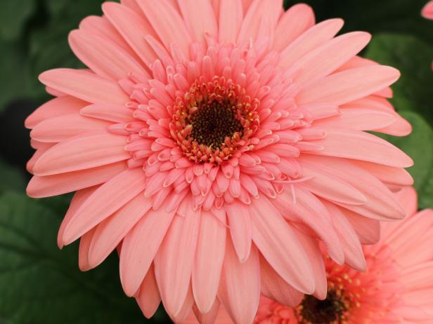 Gerbera Daisy Planting Guide | HGTV