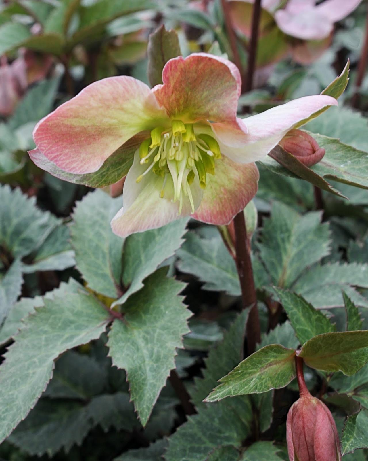 Hellebore Leaves