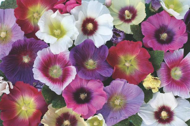 Growing Hollyhocks | Planting and Caring for Hollyhock | HGTV