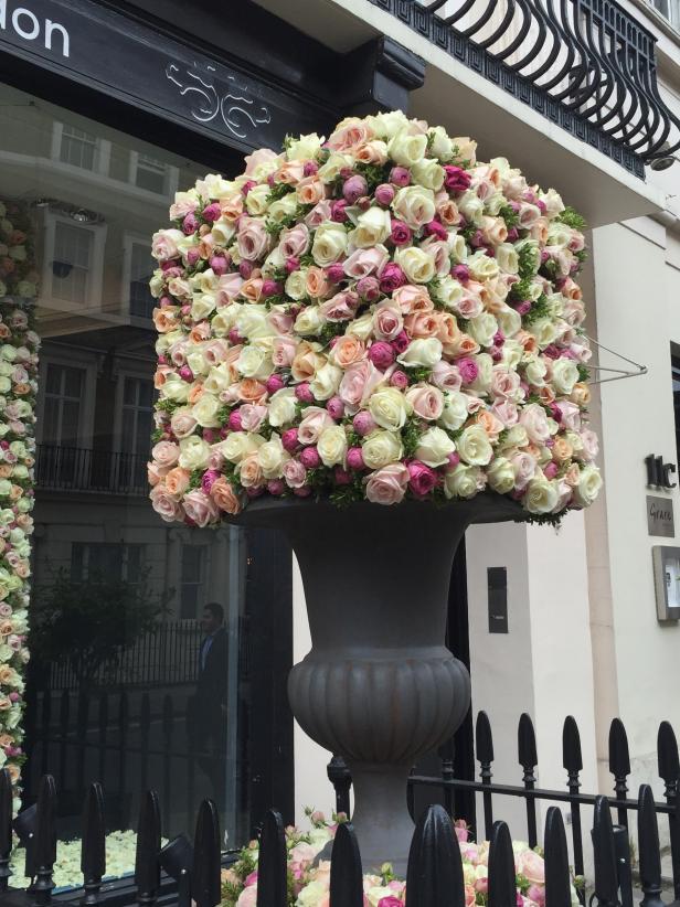 Rare Heritage and New Rose Cultivars | HGTV