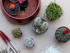 How to Care for a Cactus | HGTV