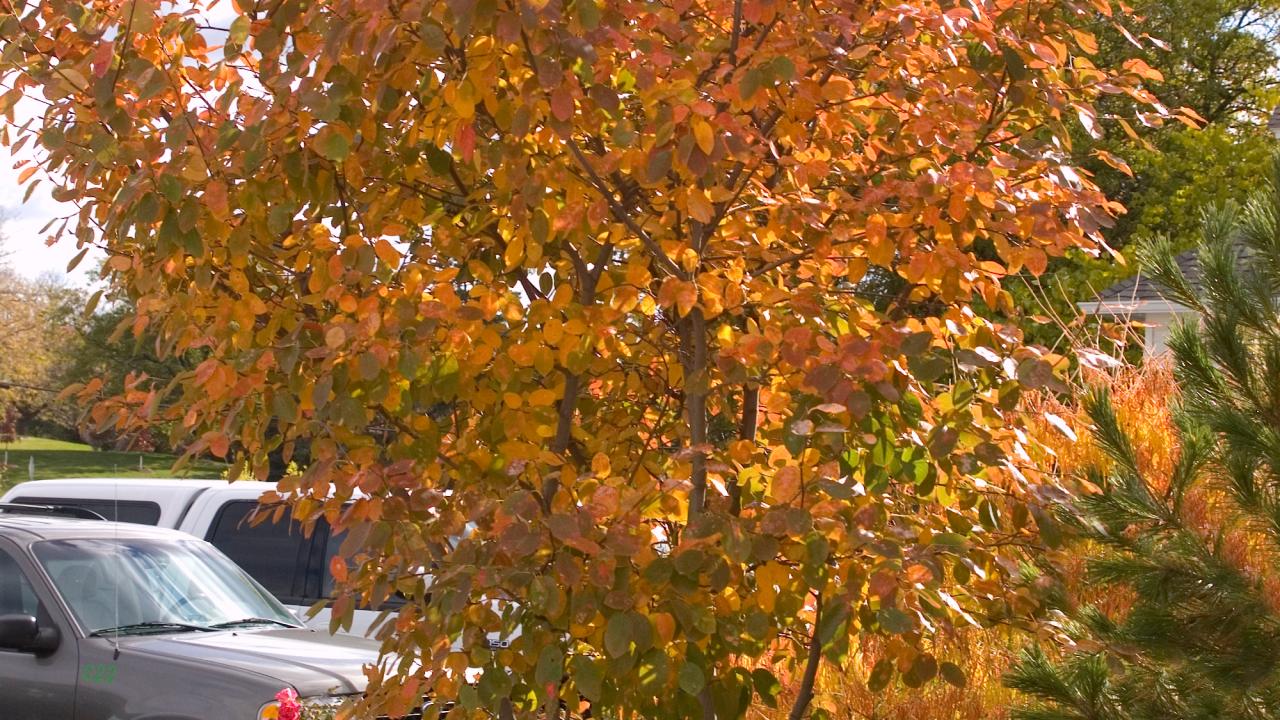 Downy Serviceberry Tree Fall