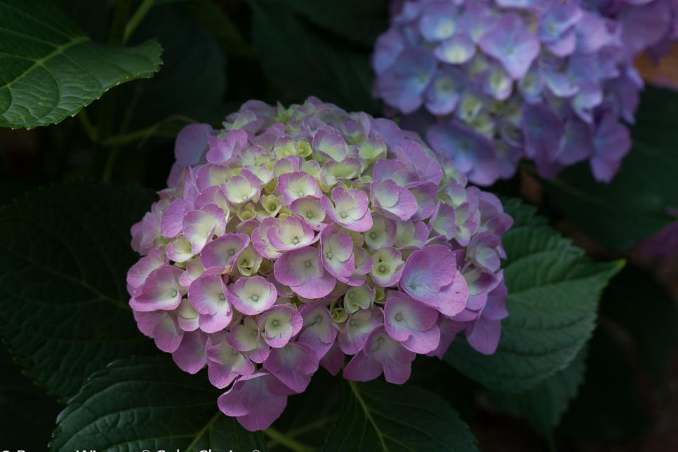 Bigleaf Hydrangea Bloom Varieties | HGTV