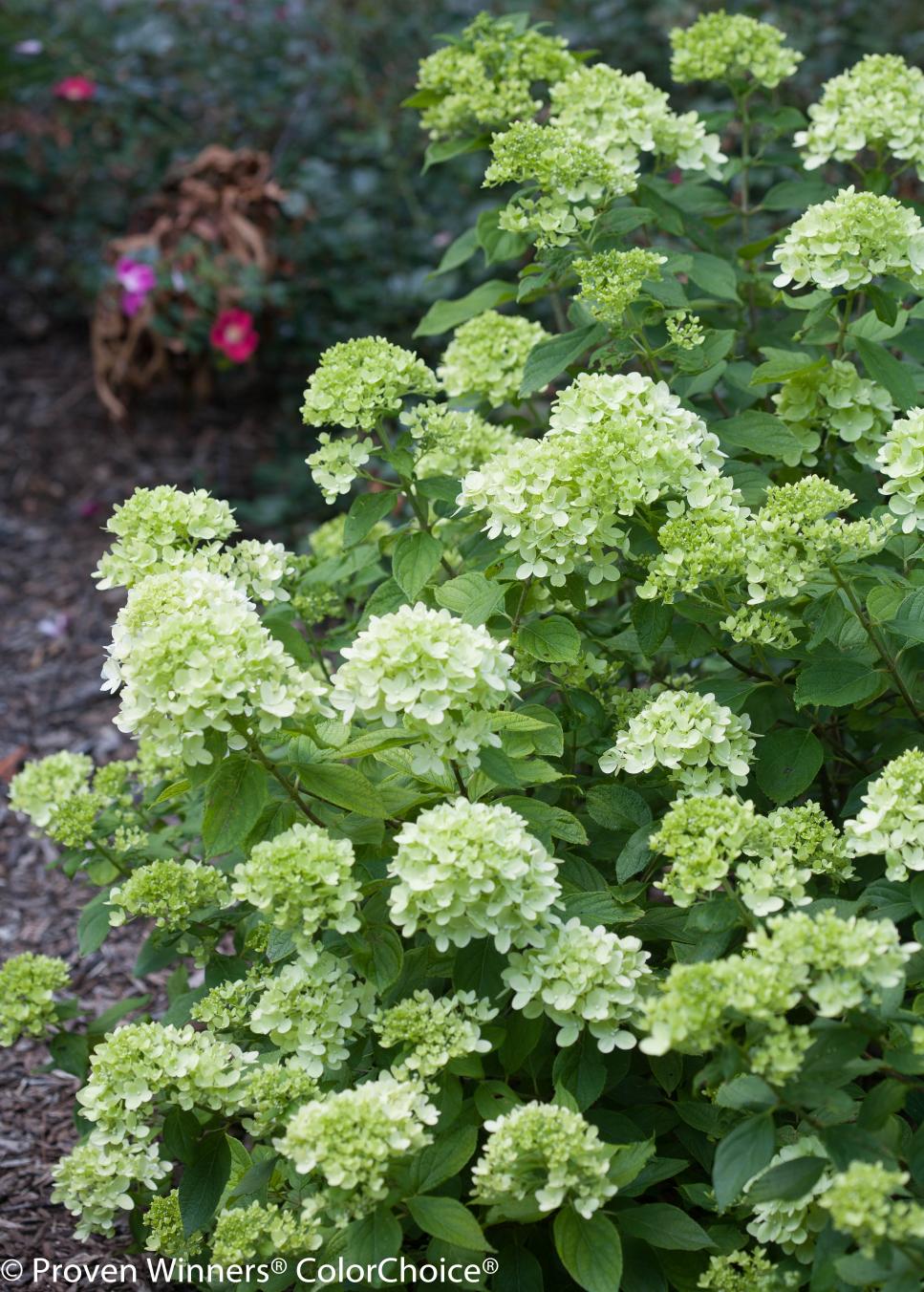 Hydrangea Varieties You'll Love | HGTV