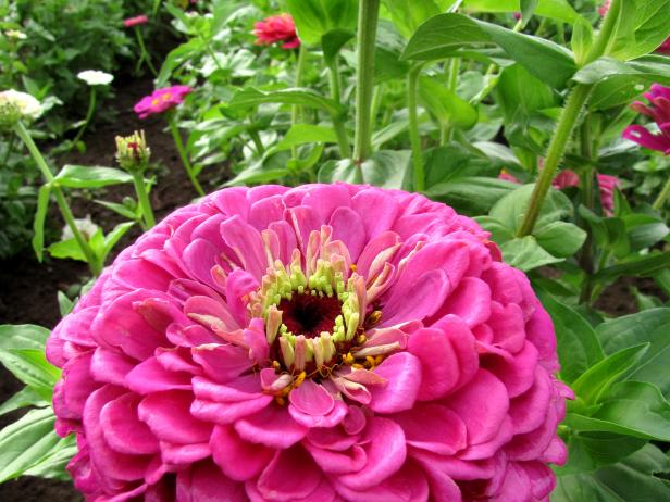 20 Perfect Flowers for Cutting Gardens | Grow a Cut Flower Garden | HGTV