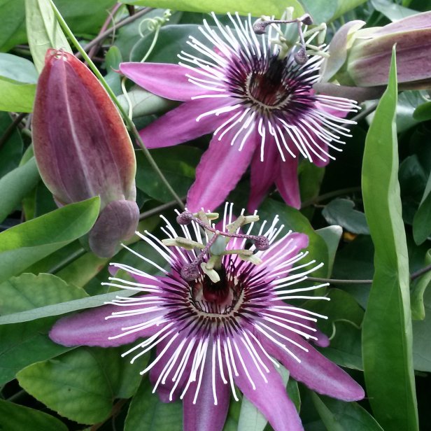 Passionflower: Growing Maypop or Passionflower Vine | HGTV