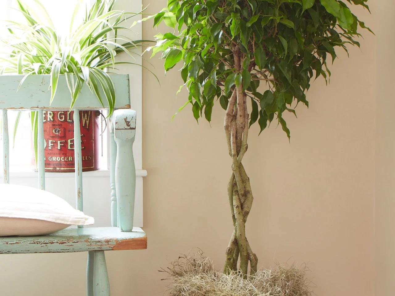 Real Indoor Ficus Tree