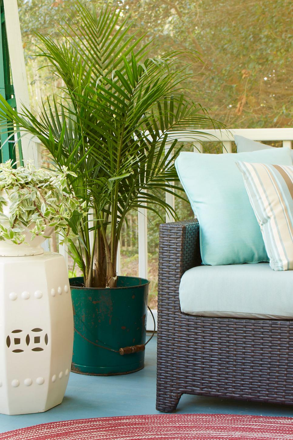 Great Indoor Trees | HGTV