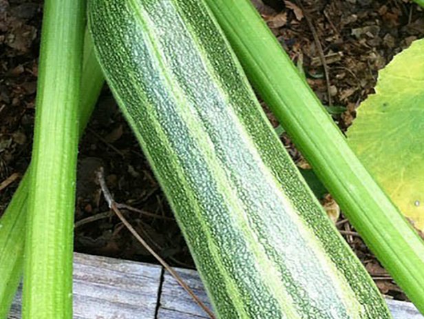 Zucchini: Planting and Growing Tips | When to Pick Zucchini | HGTV