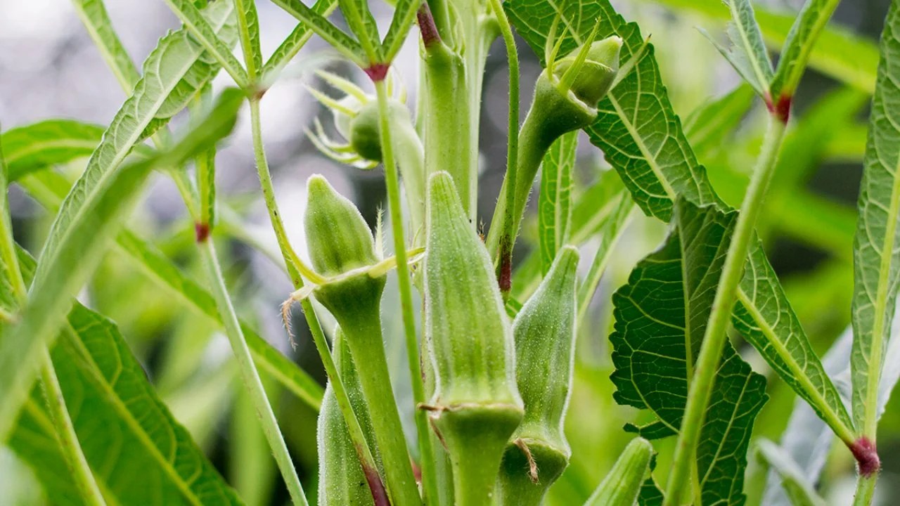 Companion Planting Okra And Tomatoes 11 Worst Companions For Tomatoes