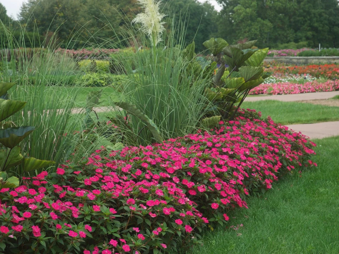 Plants That Love Full Sun And Heat Flowers That Love Full Sun And Heat
