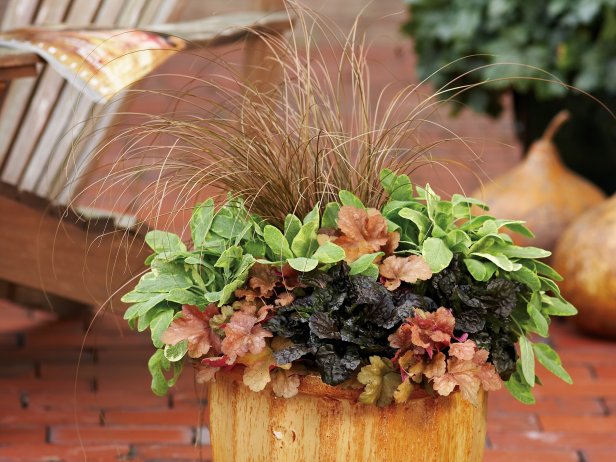 Salvia Plants: Growing and Caring for Salvia in Your Garden | HGTV