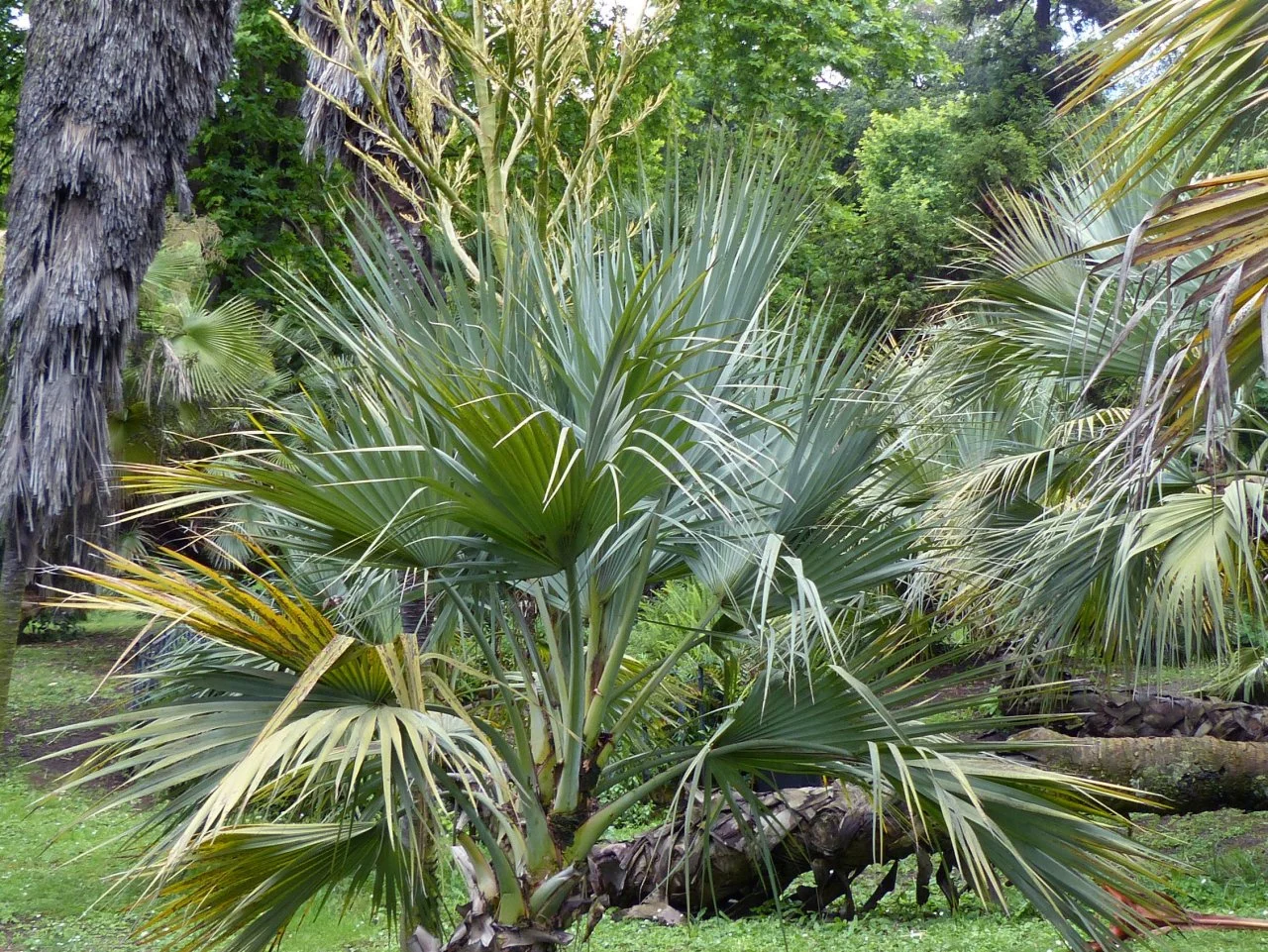 Real Palm Tree 25 Best Types Of Palm Trees To Grow | HGTV