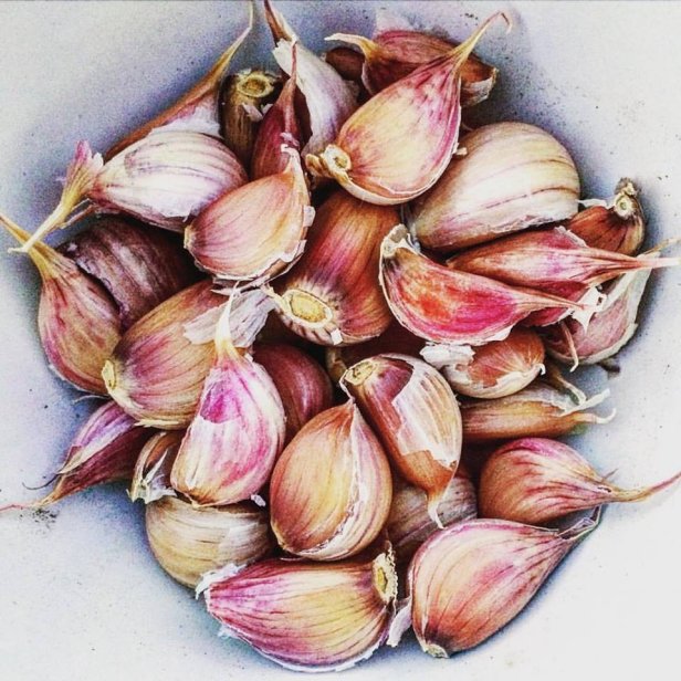 How to Grow Garlic and When to Harvest Garlic | HGTV