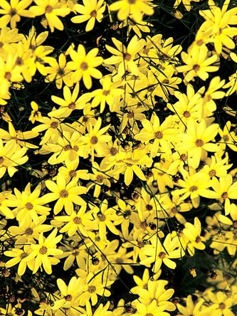 how much sun does coreopsis need