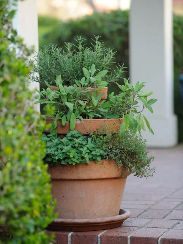 potted herbs ideas