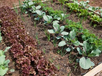 broccoli plants spacing