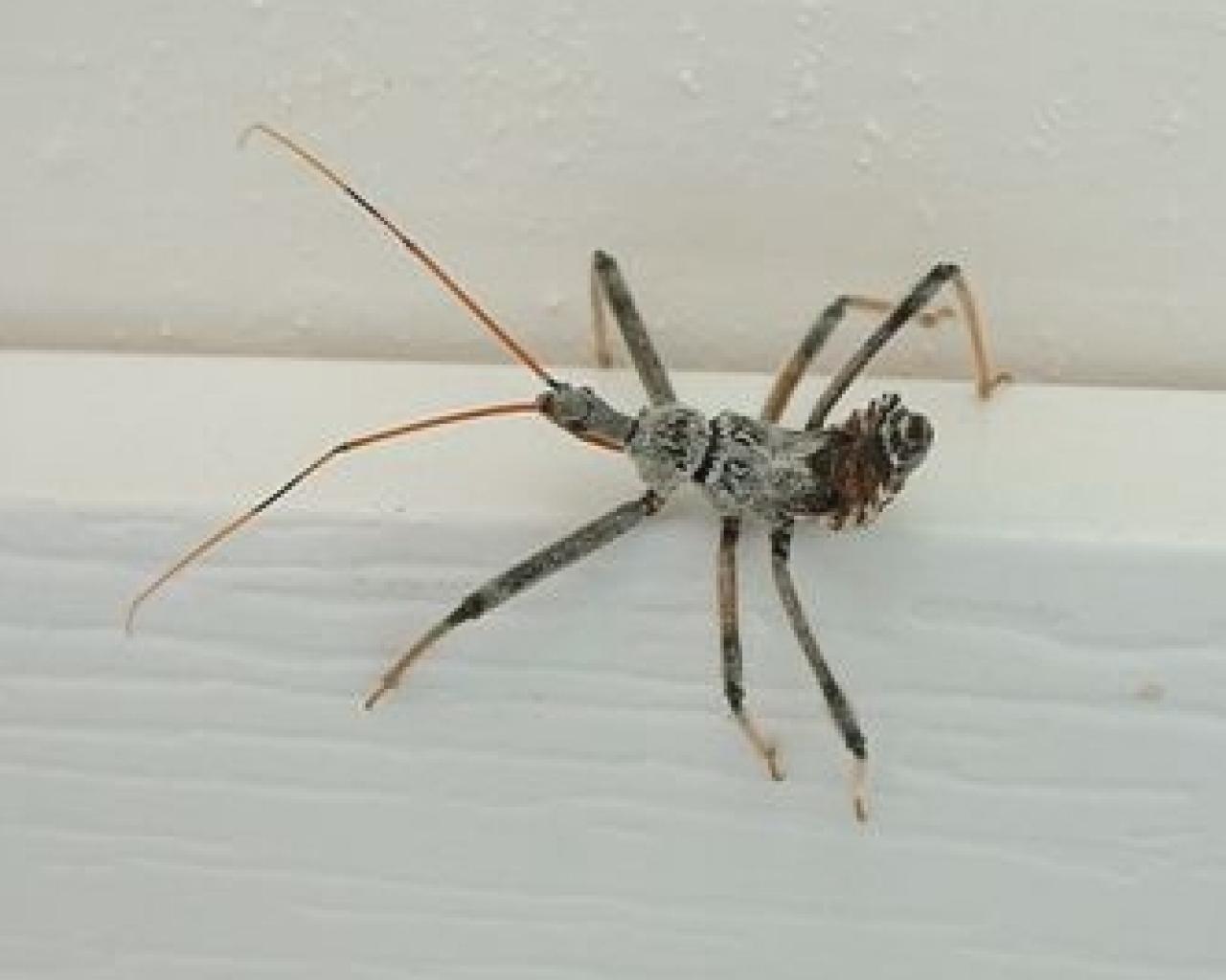 Assassin Bug | HGTV
