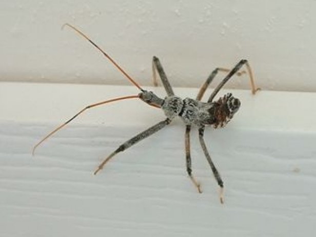 Assassin Bug | HGTV