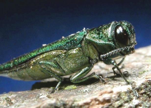 Garden Invaders | HGTV