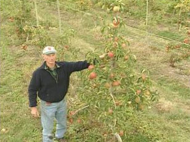 Growing Apples | HGTV